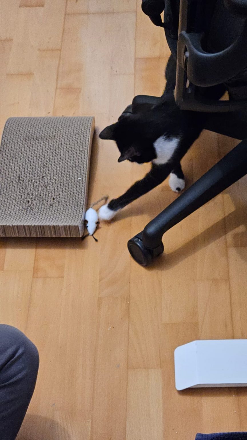 Yasmina – Orfélins